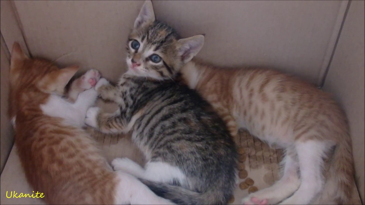 Kittens Playing - YouTube
