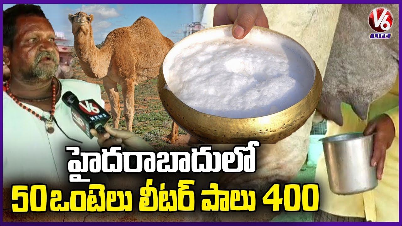 A Family Depends On Camel Rearing Since 25 Years | Liter Camel Milk Rs ...