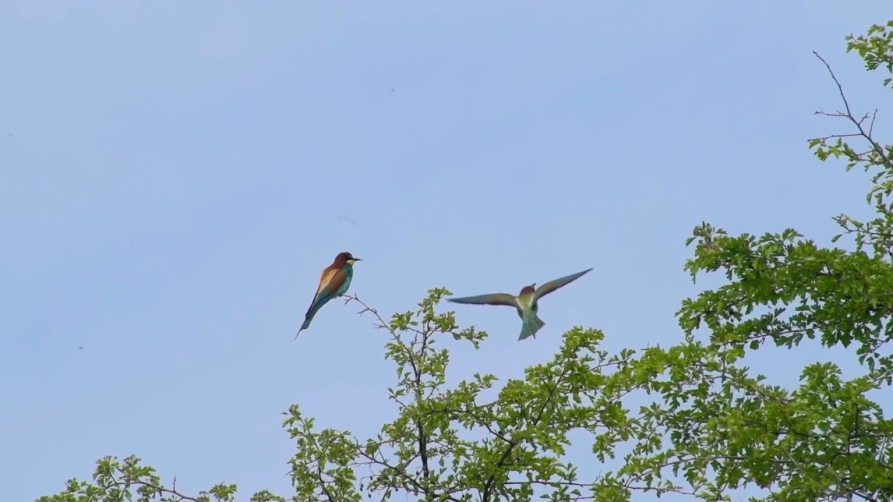 Prigoria (Merops apiaster) - YouTube