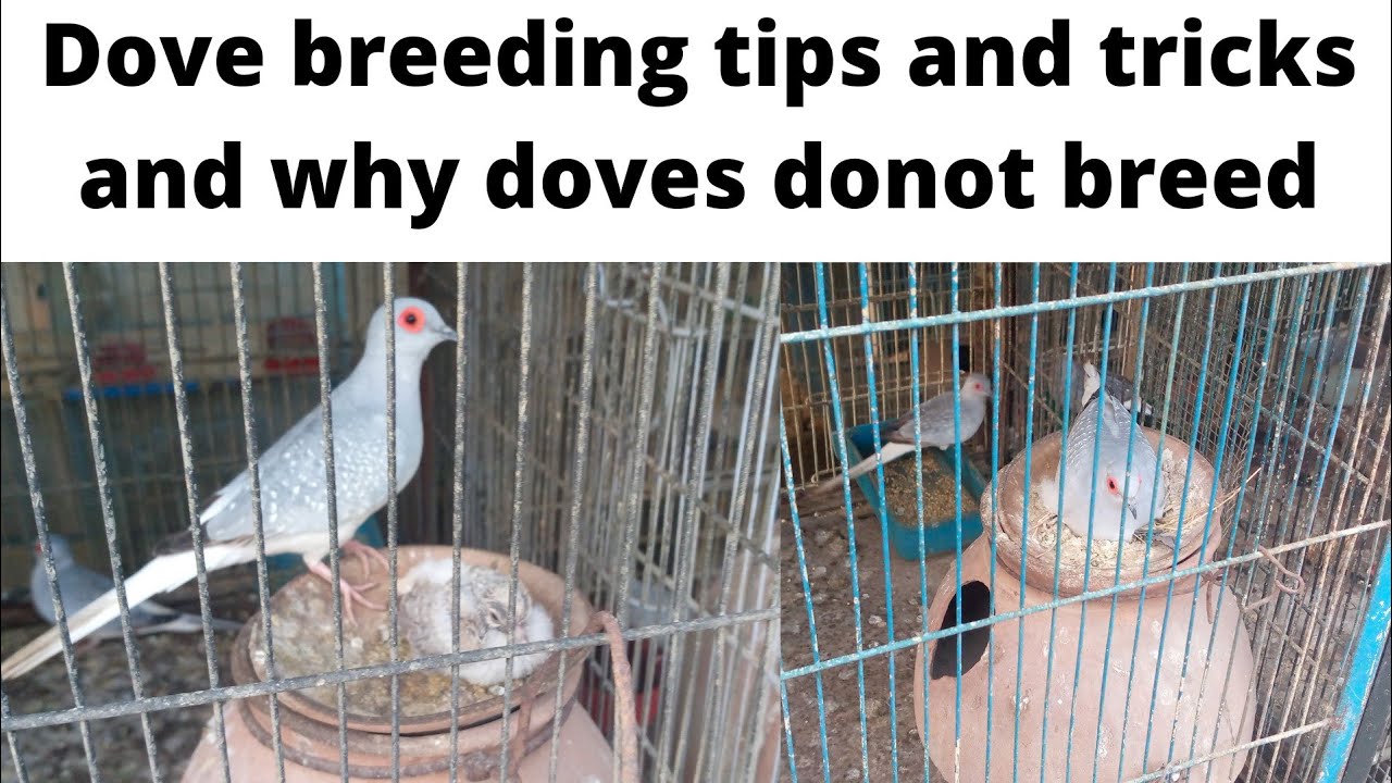 Breeding progress of dove and breeding tips and tricks for doves ...