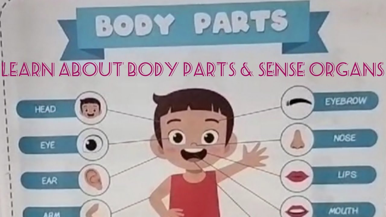 Learn body parts and sense organs| kids learning - YouTube