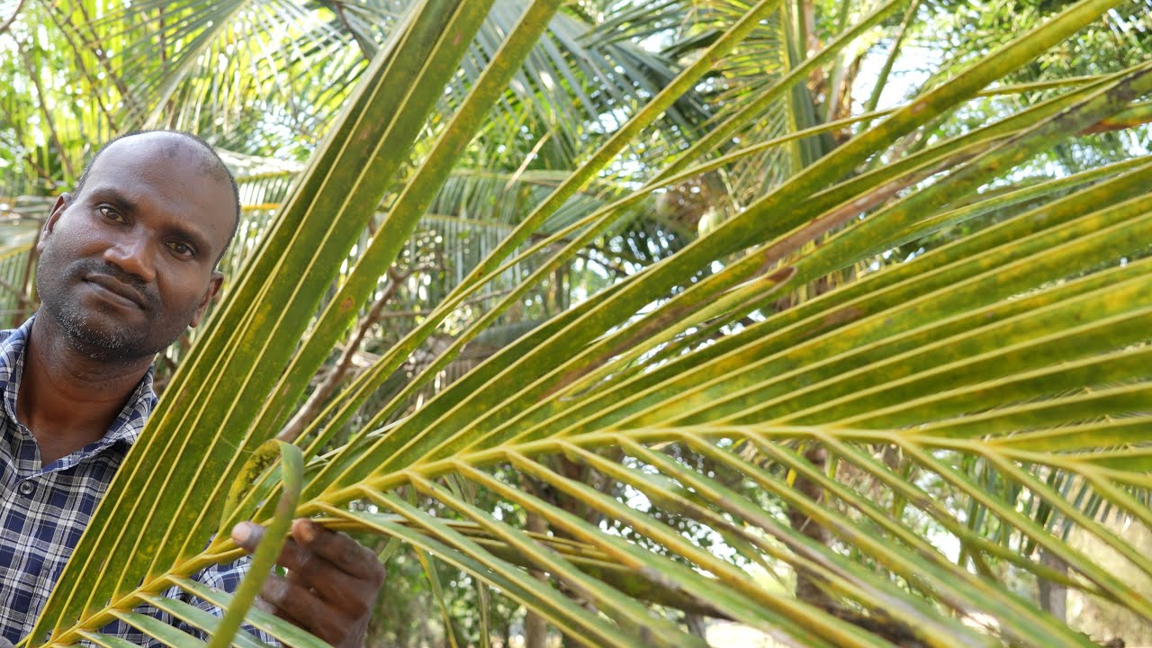 ASMR / LEAVES SHAKING SOUNDS help for yoyr sleep, - YouTube