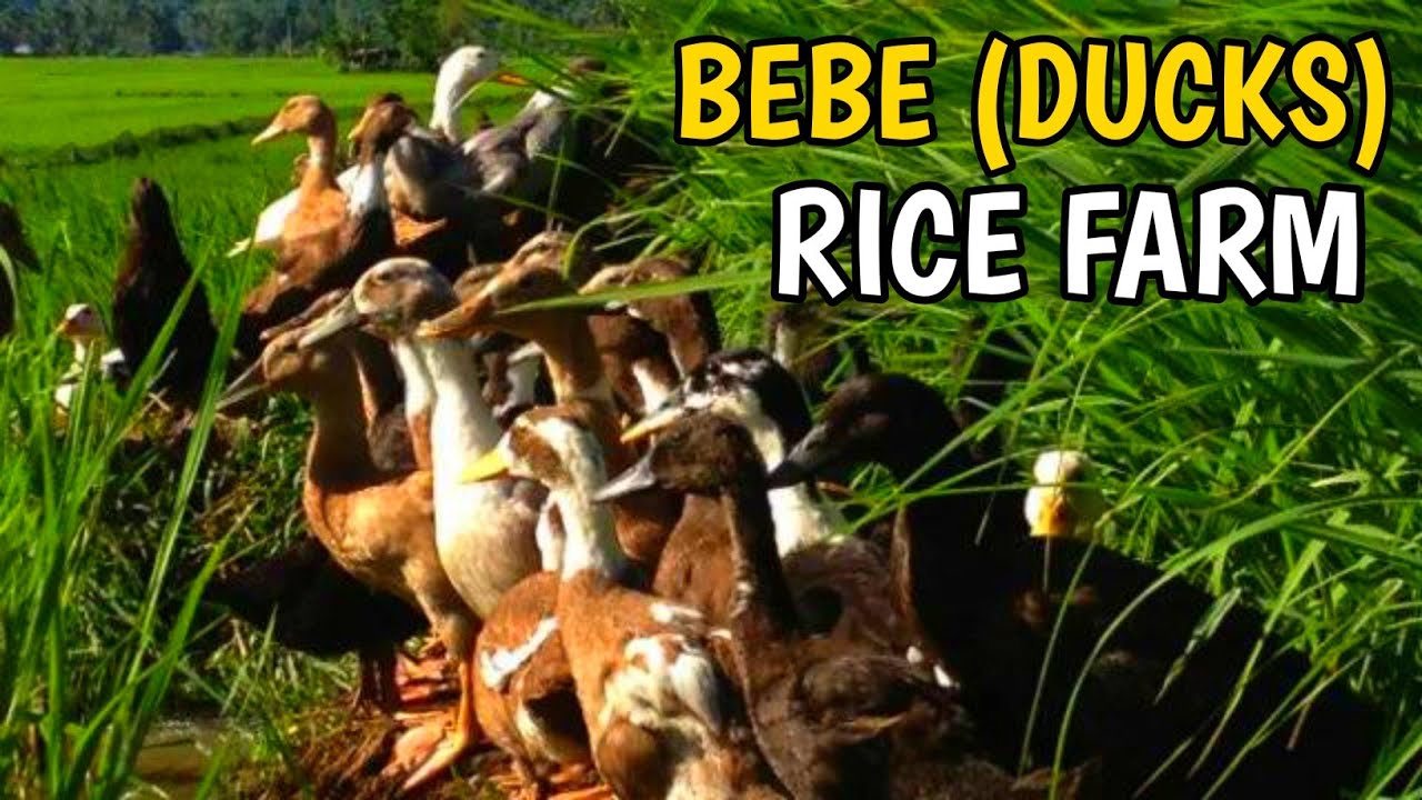 GRABEE ANG DAMING (BEBE) DUCKS NG MAMBUSAO NAPADPAD SA JAGNAYA | RICE ...
