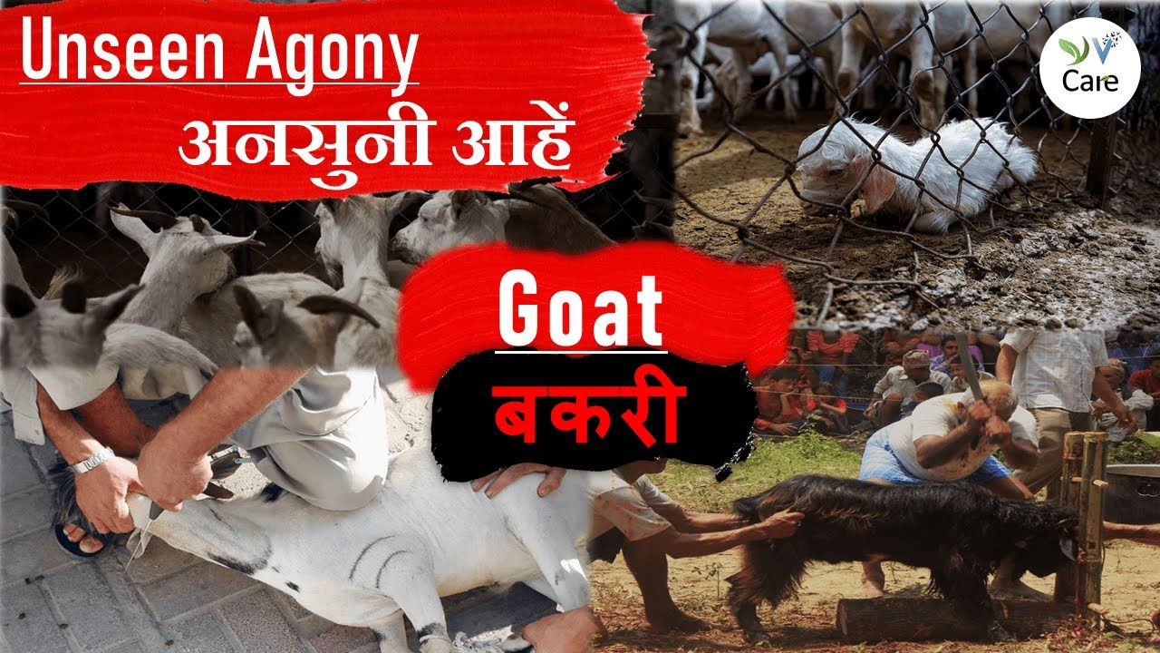 अनसुनी आहें: बकरी | Unseen Agony: Goat| Vegan Hindi India - YouTube