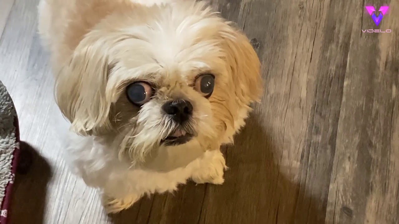 Este perro tiene un aspecto único con sus ojos de color azul pálido ...