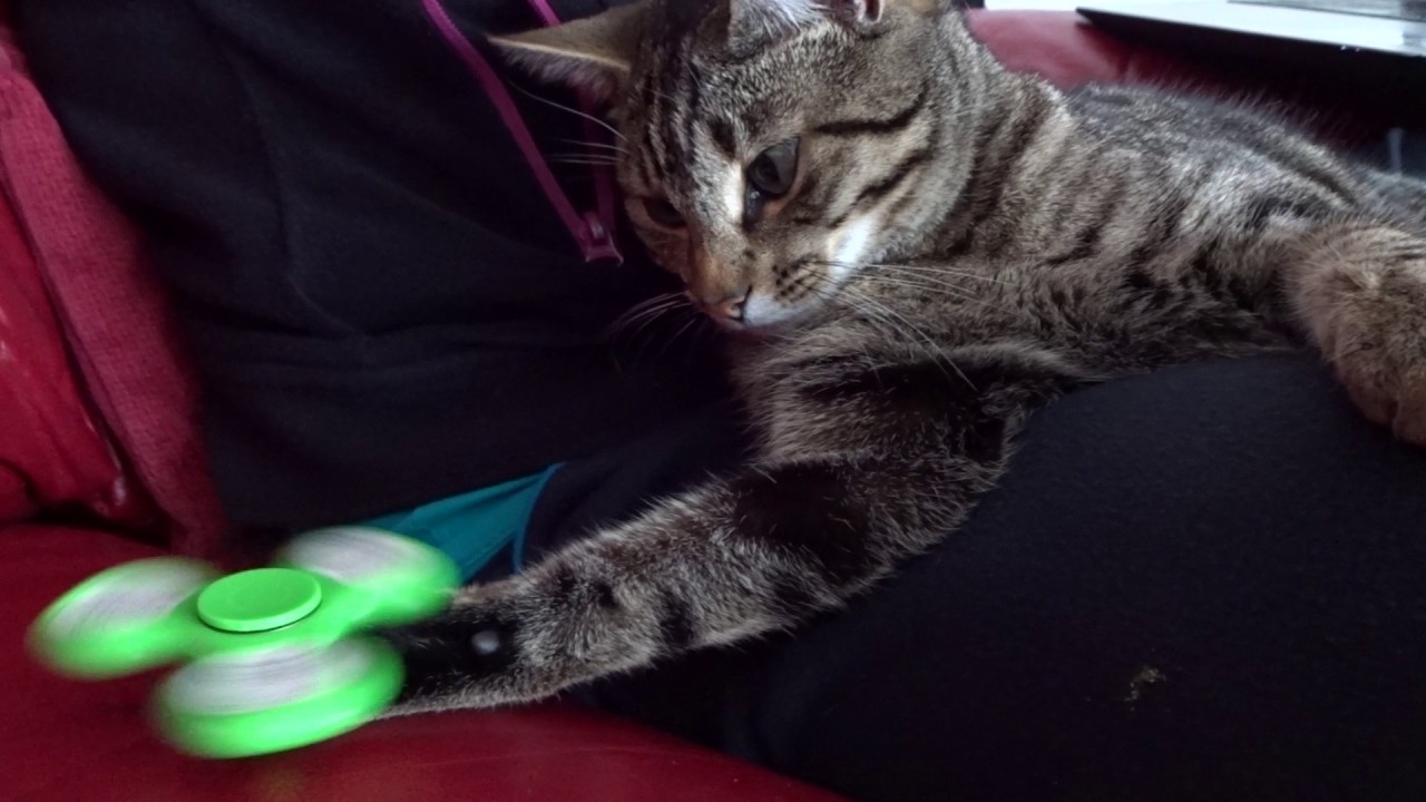 Cat playing with fidget spinner - YouTube