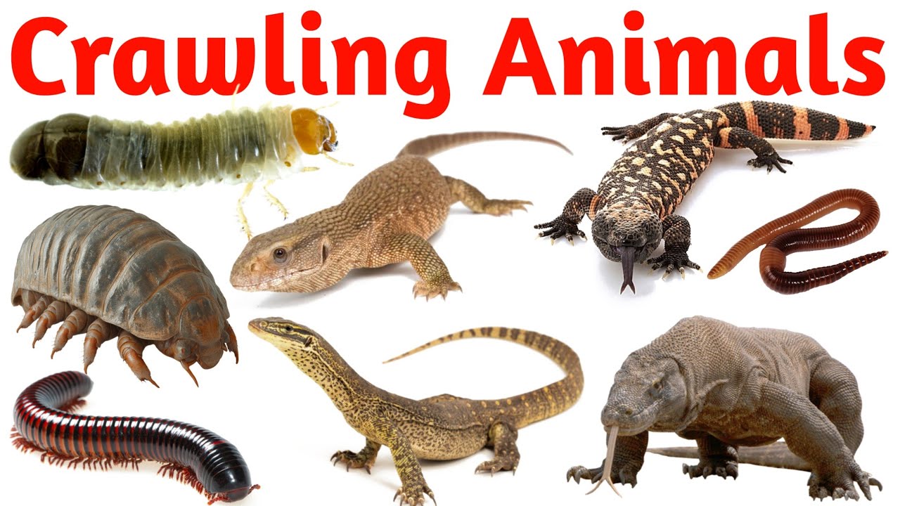 Crawling Animals for Kids | Snake, Turtle, Lizard & More | Easy ...