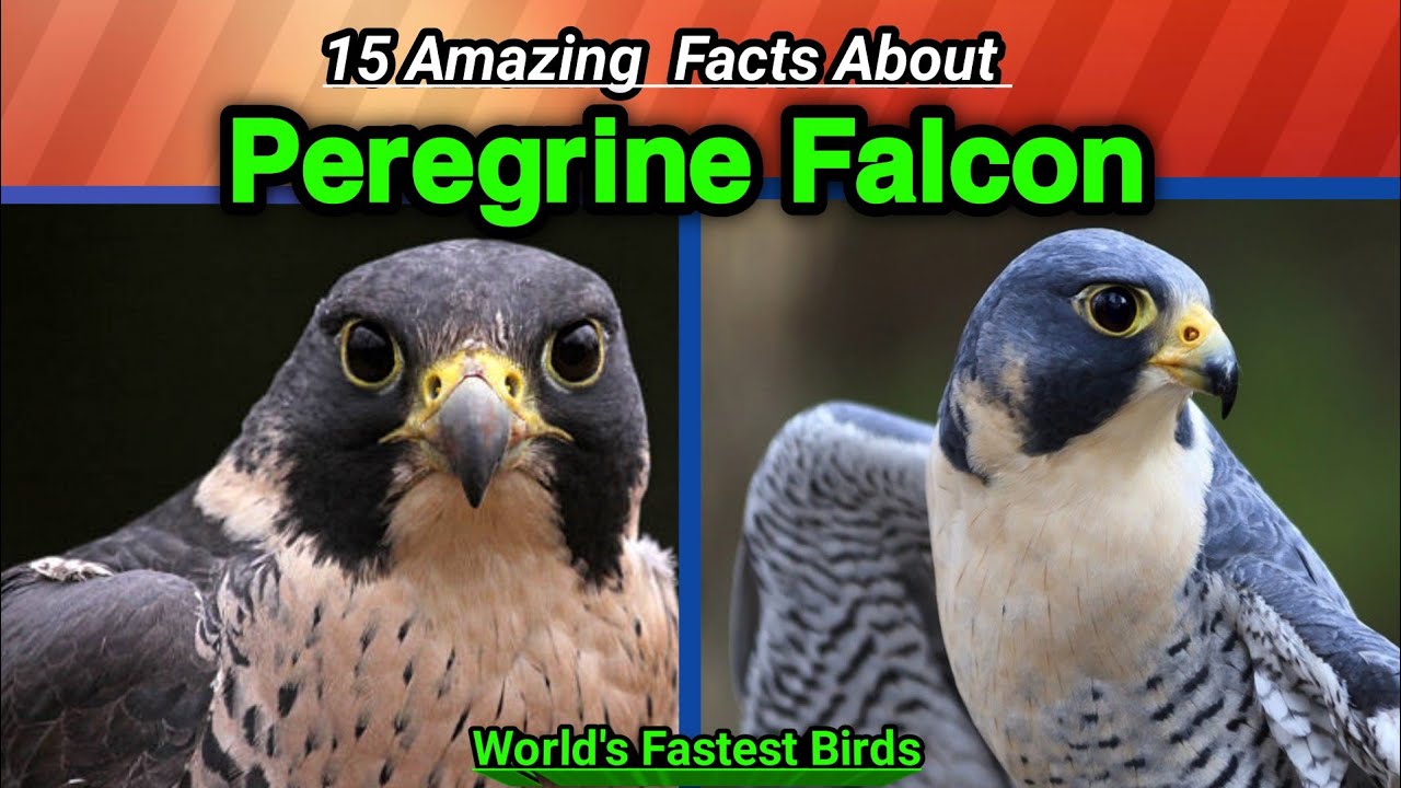 Soaring High: 15 Incredible Facts About the Peregrine Falcon - YouTube