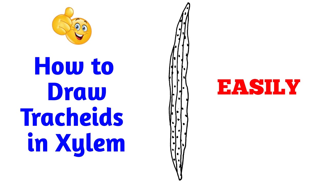 how to draw tracheids in xylem in easy way for beginners - YouTube
