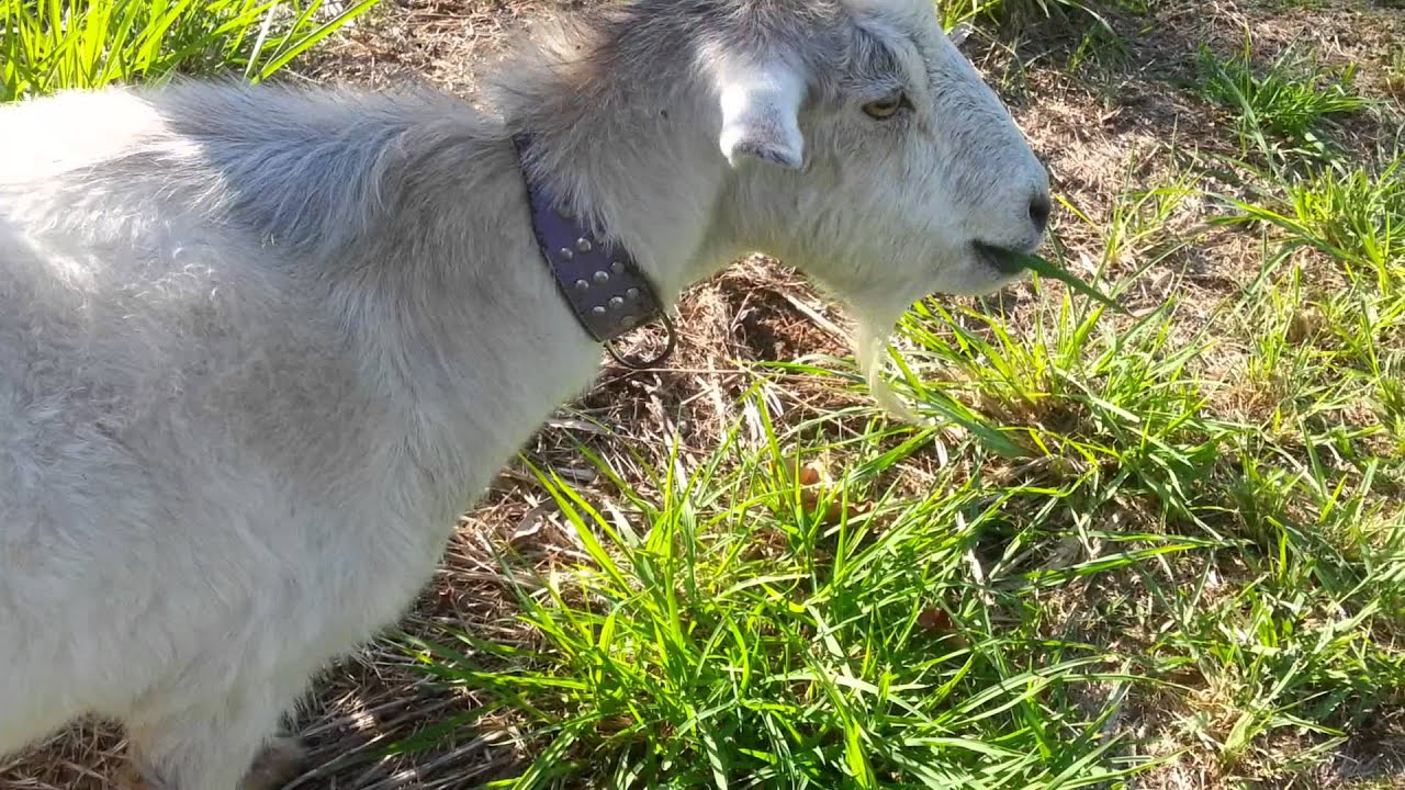 Goats are awesome. - YouTube