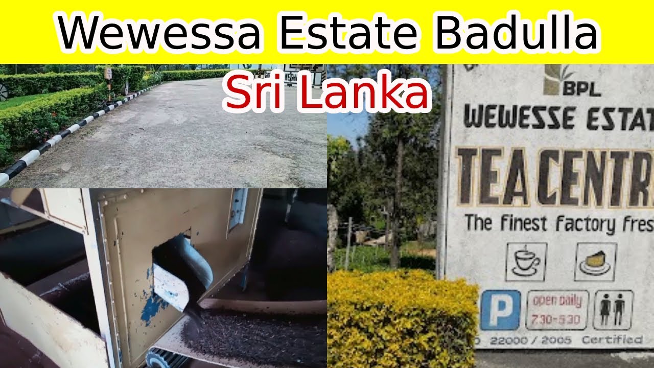 Wewessa tea estate | Badulla - YouTube