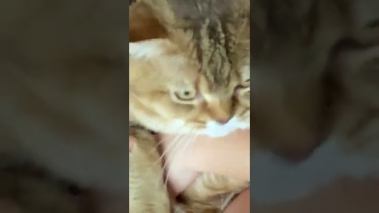 the raging cat part 1 - YouTube