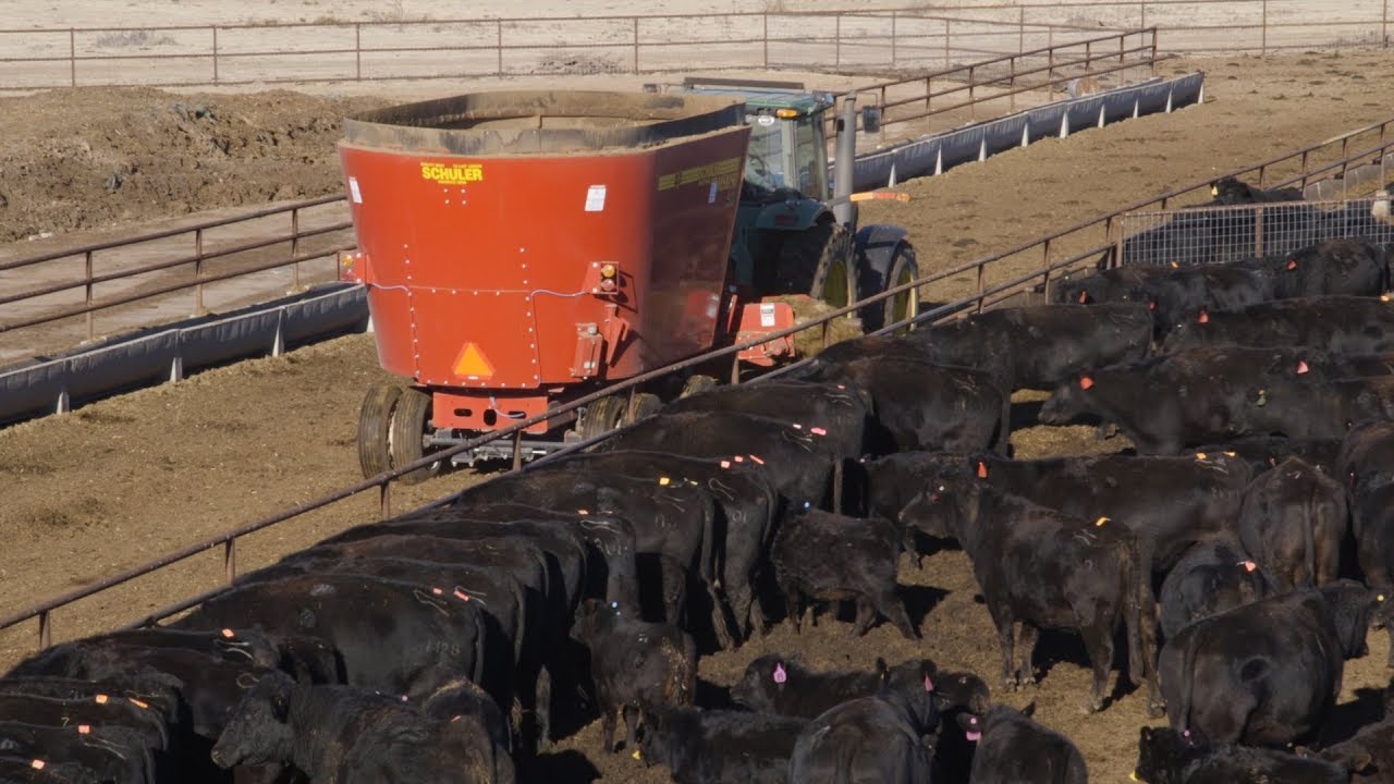 Efficiency and Carcass Quality in Cattle - YouTube