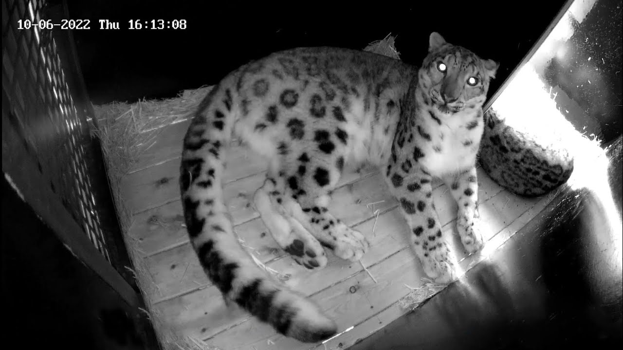 Live from the snow leopard den - YouTube
