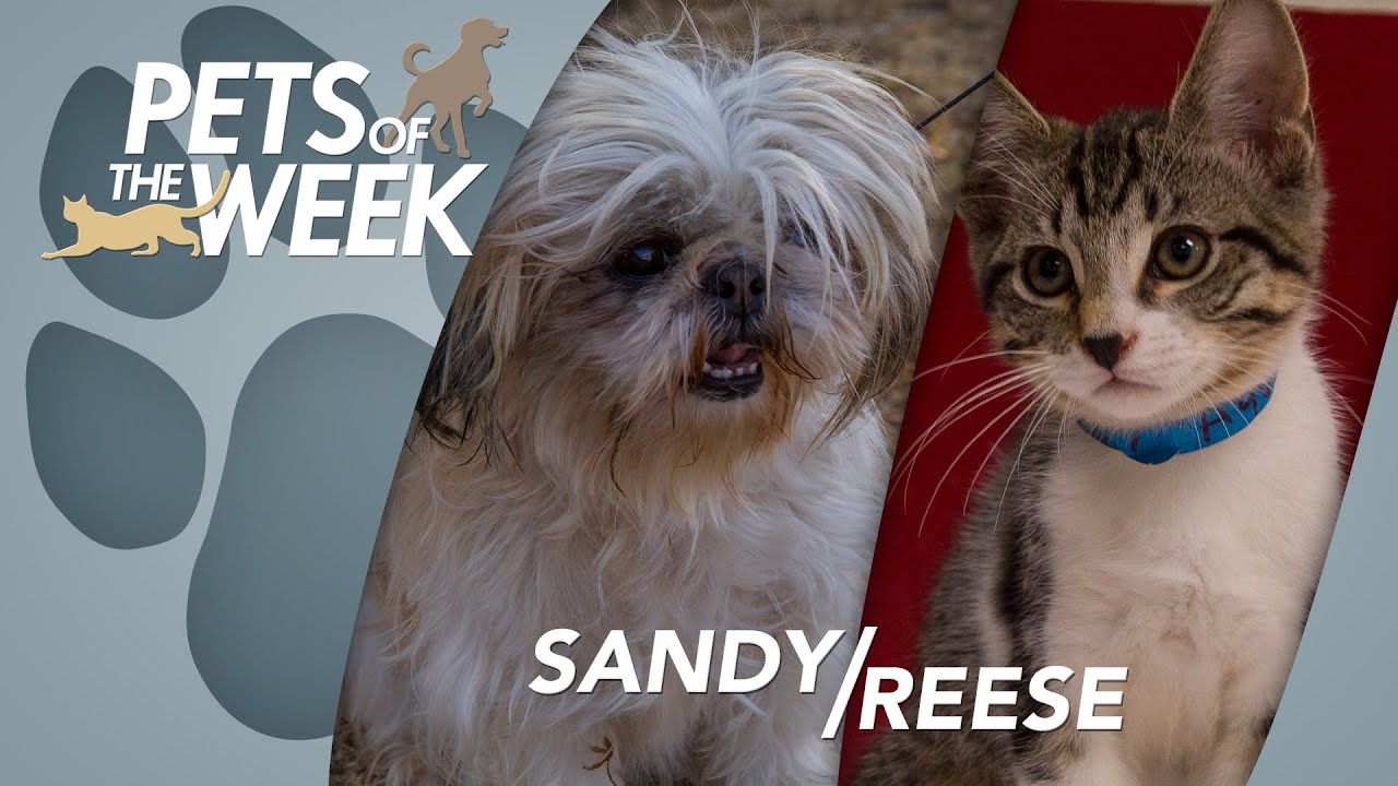 Pets of the Week S03 E15 Sandy & Reese - YouTube