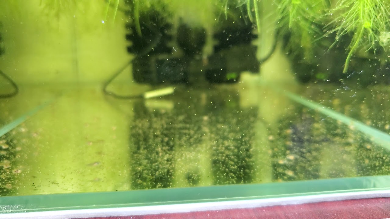 2 weeks old betta fry - YouTube