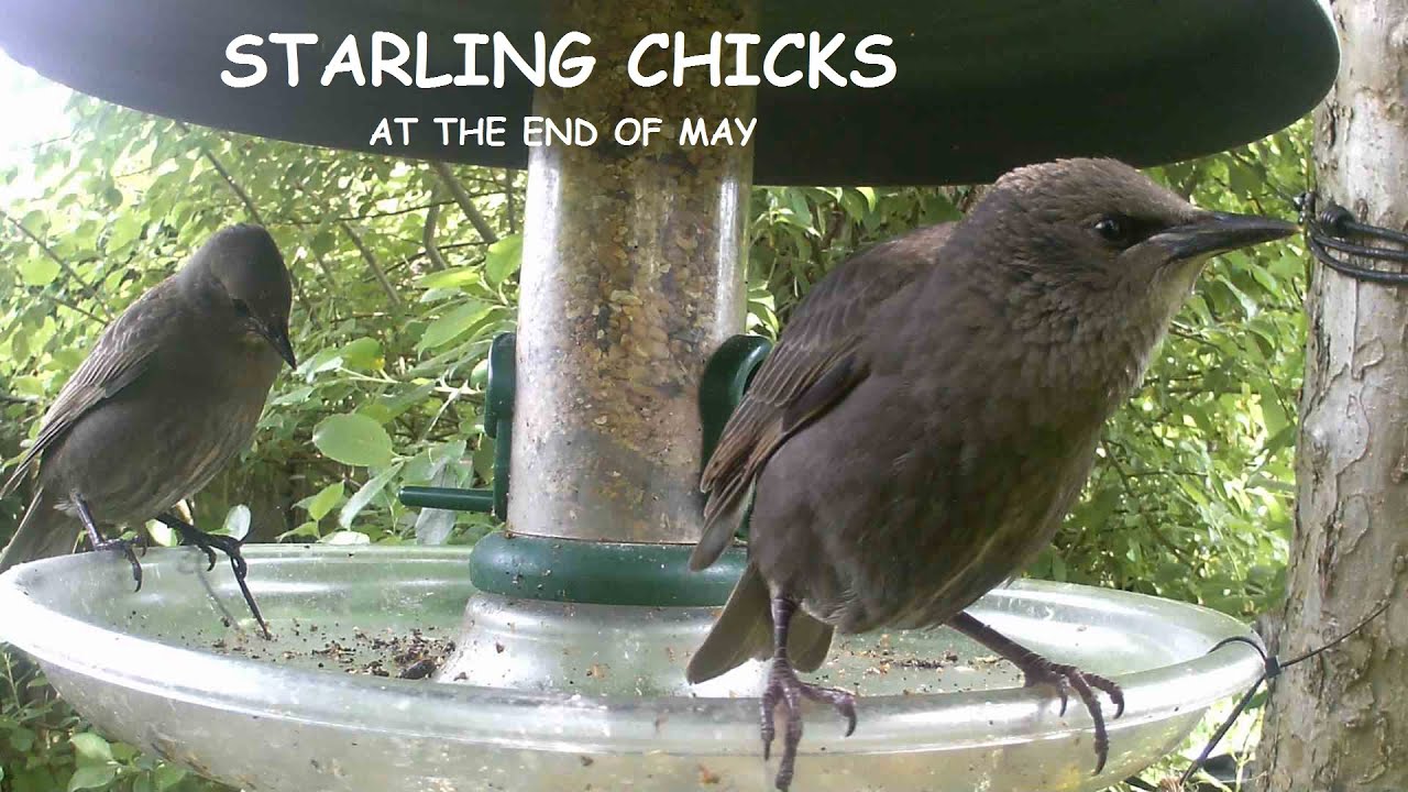 Starling Chicks at the end of May - YouTube