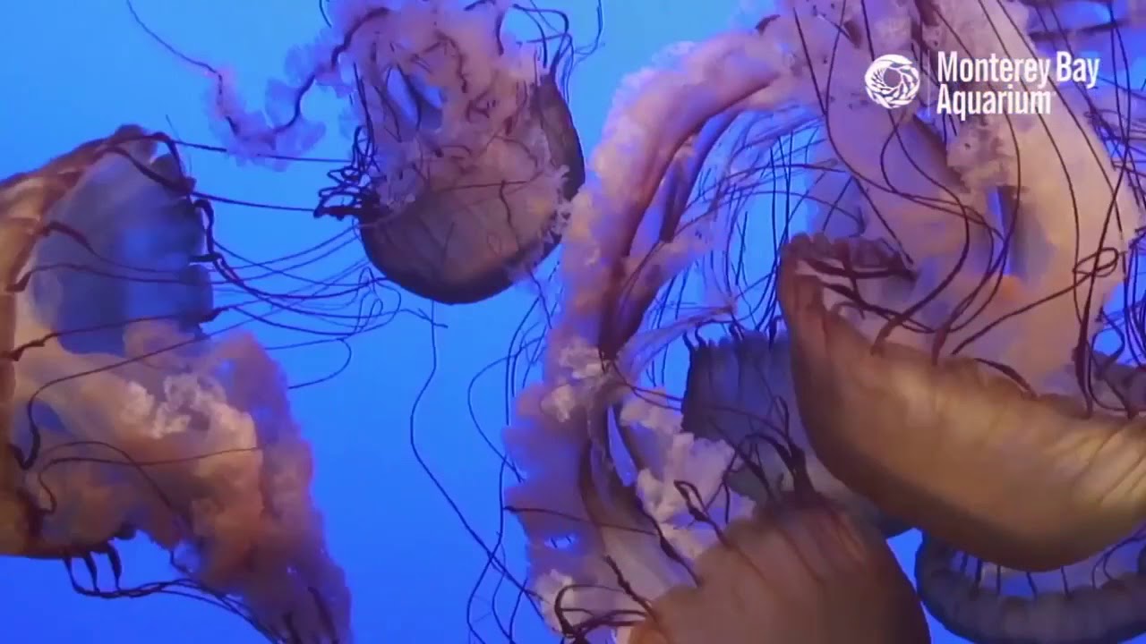 Dancing Jellyfish Jam Out To The Boom Boom JellyFish Song - DJ ...