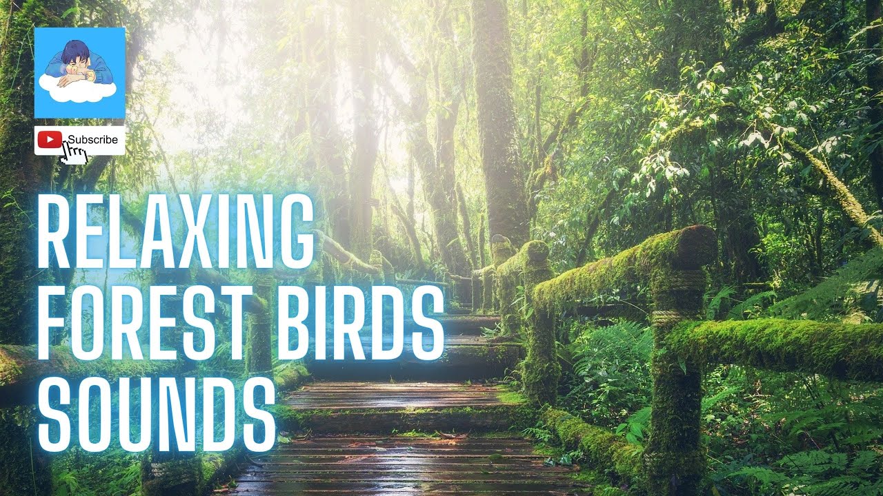 Relaxing | Forest Birds Sounds - YouTube