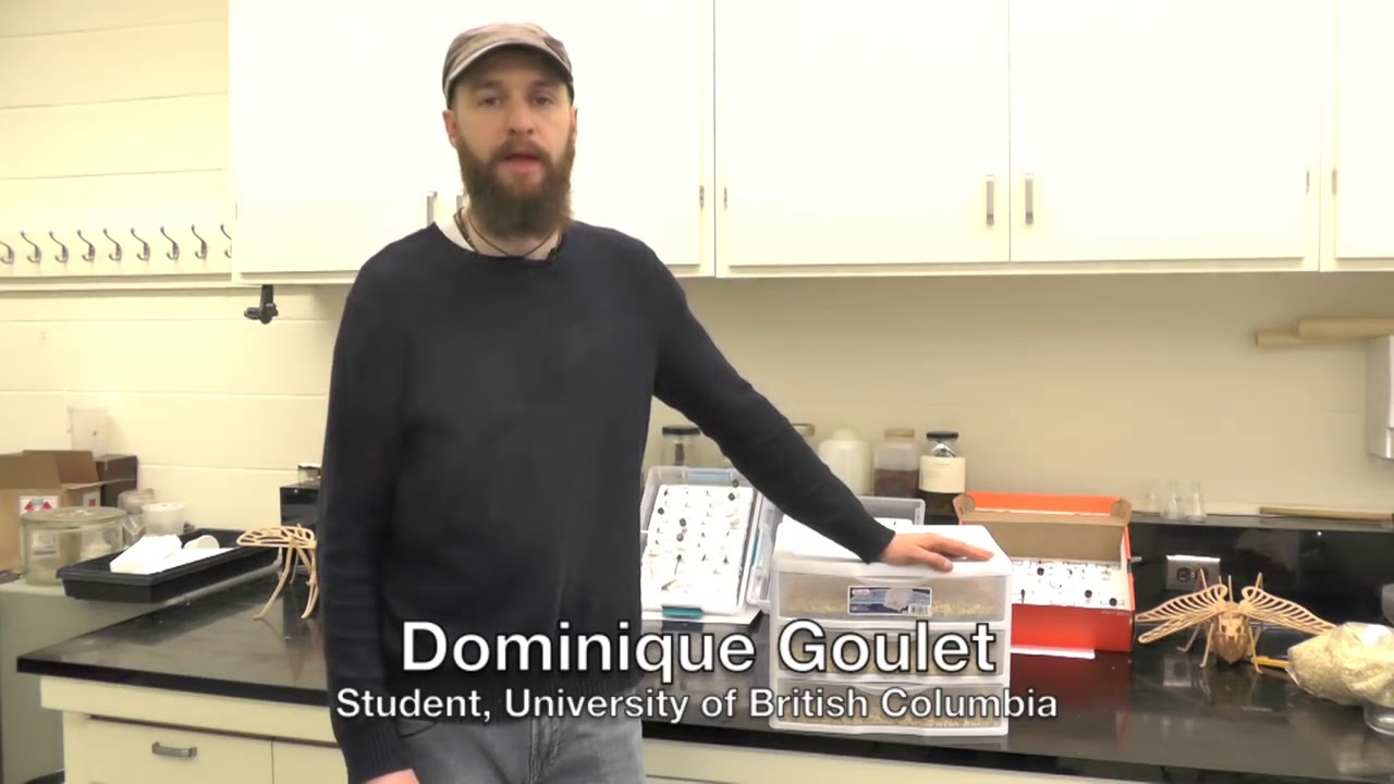 Bug breeding/ easy to breed - YouTube