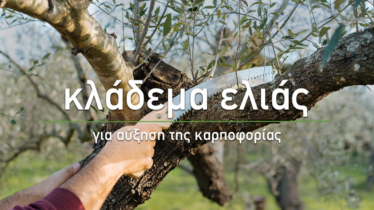 🌳 Κλάδεμα Ελιάς: Πώς γίνεται το κλάδεμα καρποφορίας - Τα Μυστικά του ...