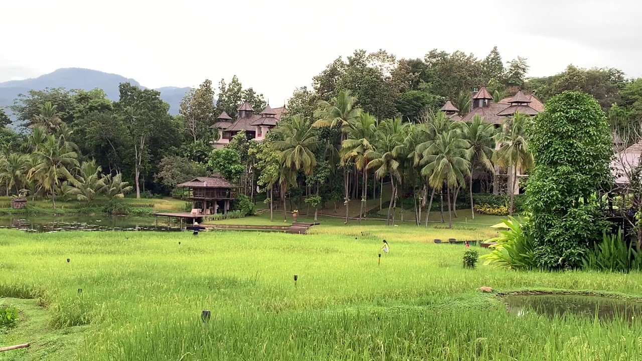Running in the rice field - YouTube