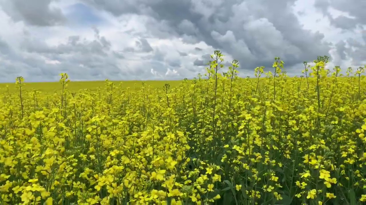NEW Pioneer® Clearfield® Canola Hybrids - P508MCL, P607CL and P502CL ...
