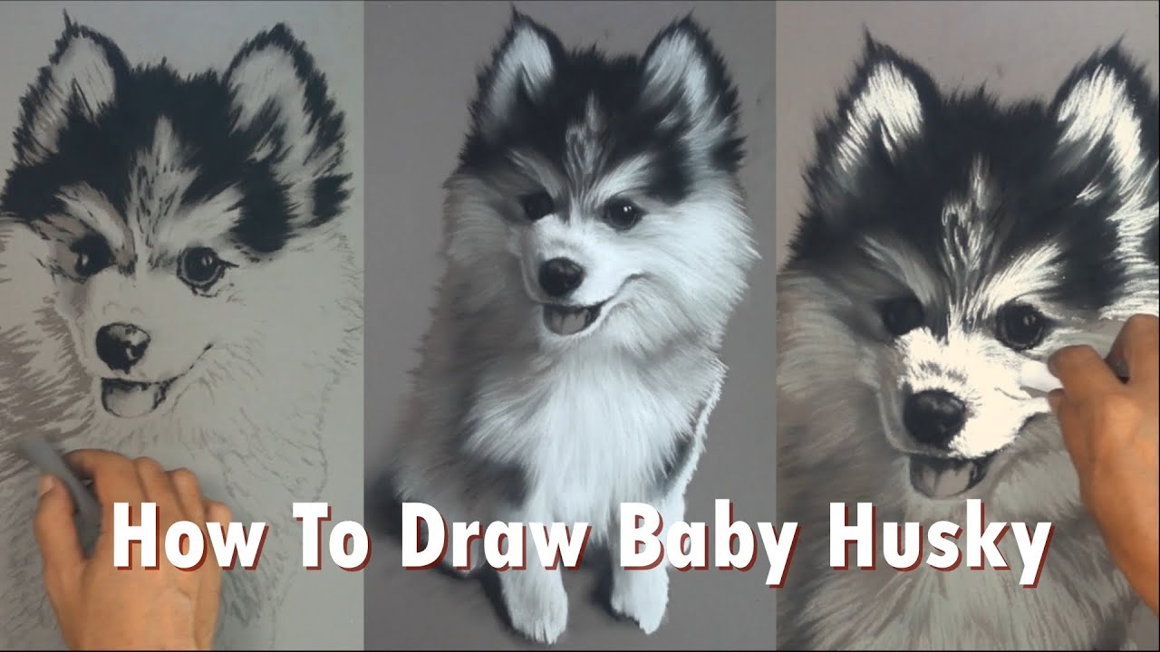 “SO CUTE!” How to Draw a Realistic Baby Husky - Step by Step Drawing by ...