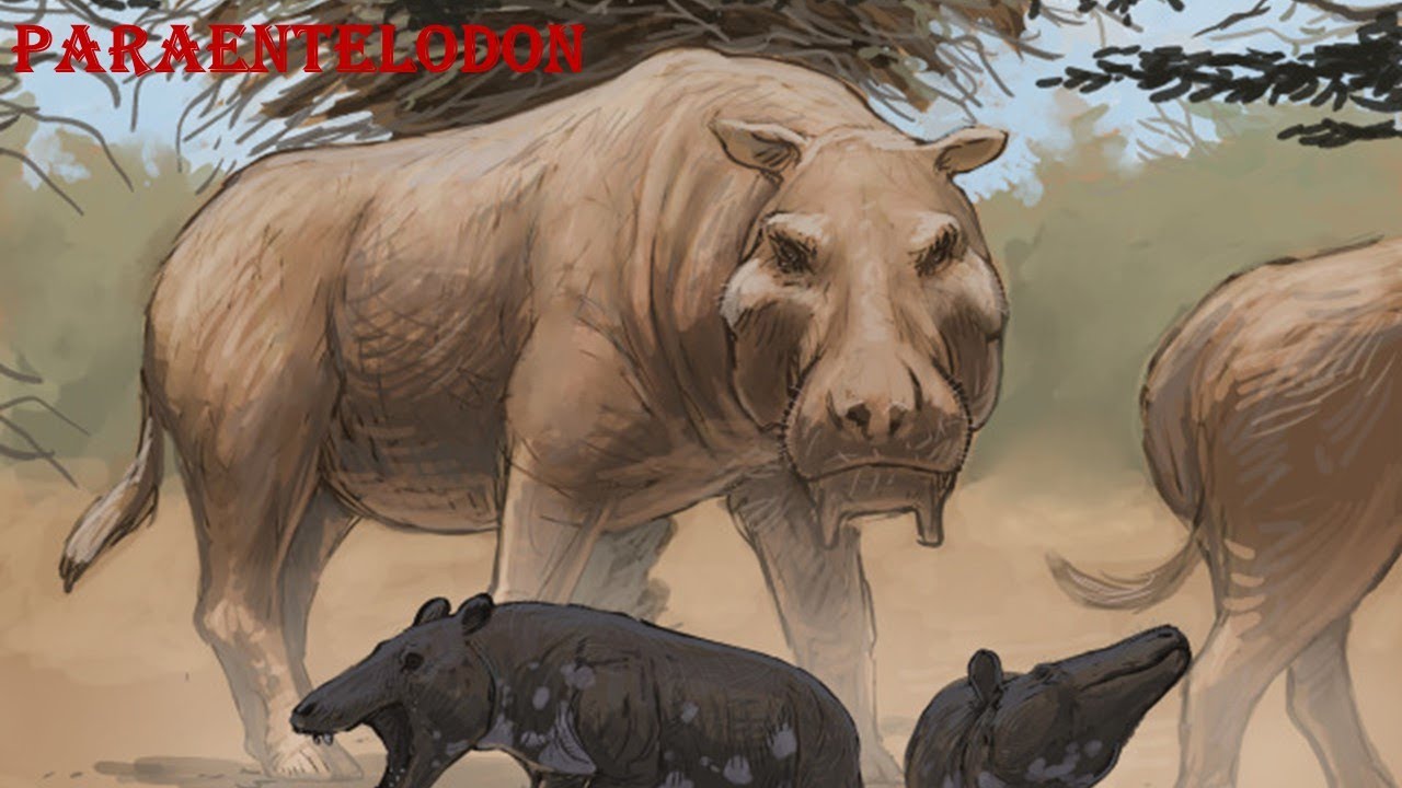 paraentelodon - YouTube