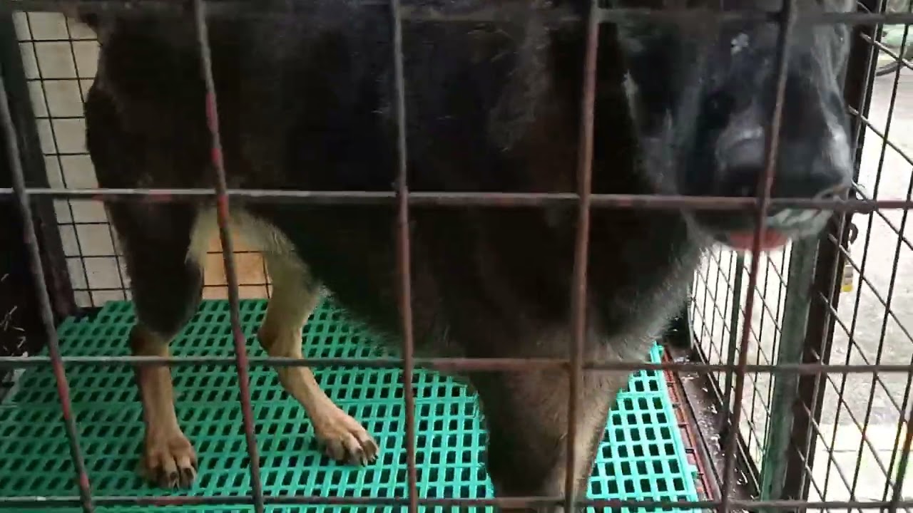 Maamong aso na mukhang matapang - YouTube