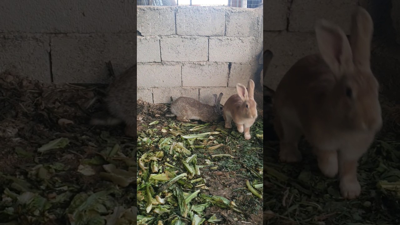 Beautiful rabbits on the farm, but they destroy many things on the farm ...