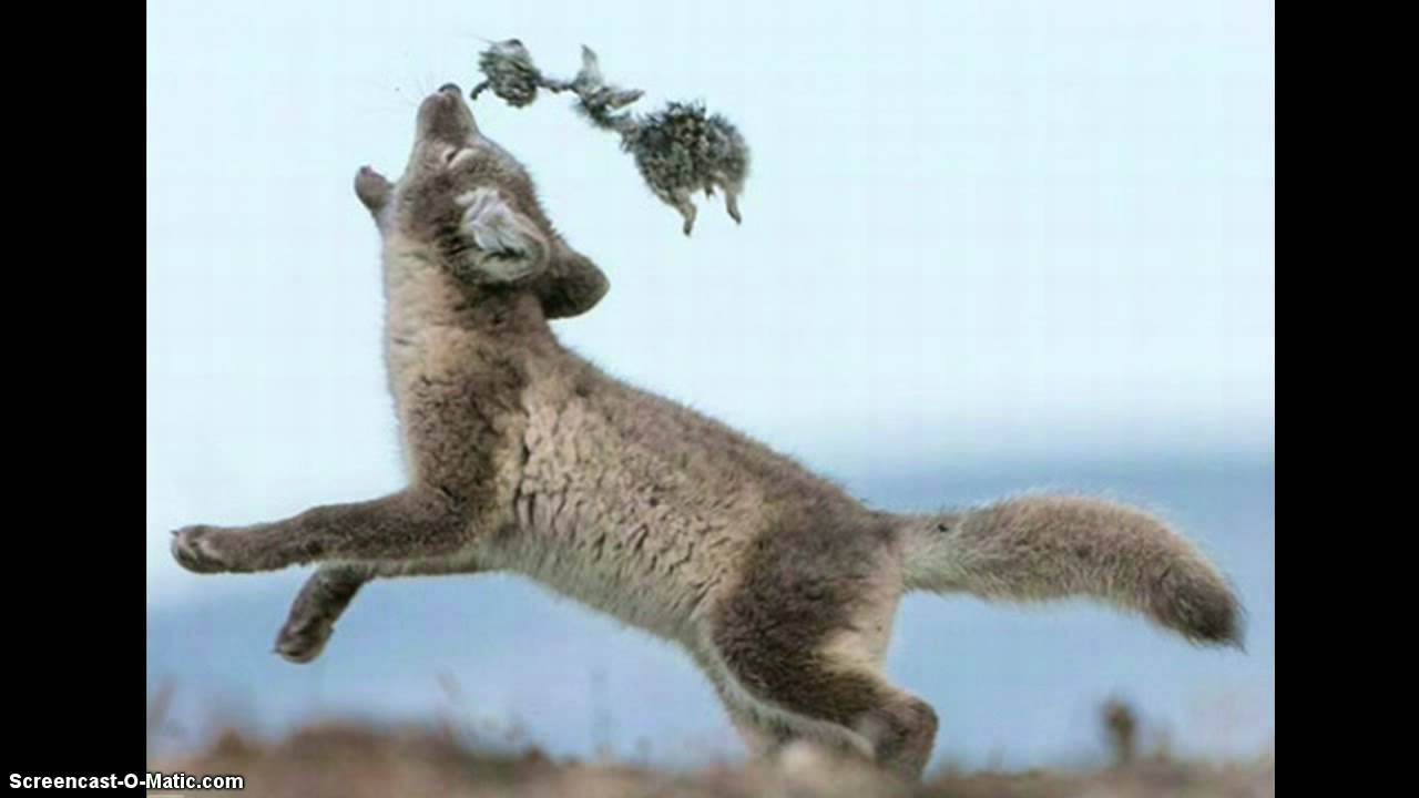 de poolvos - presentatie extremen - YouTube