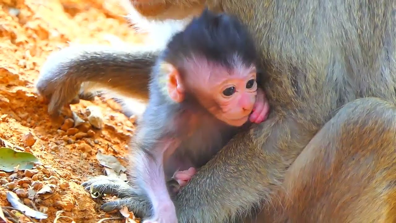 Very lovely baby monkey looks so nice to be active - Cute Wildlife Park ...