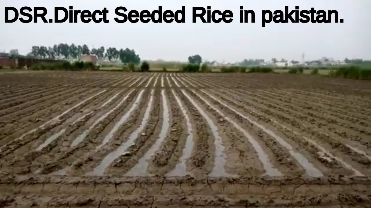 Direct Seeded Rice | How to Grow Direct Seeding Rice in Pakistan (DSR ...