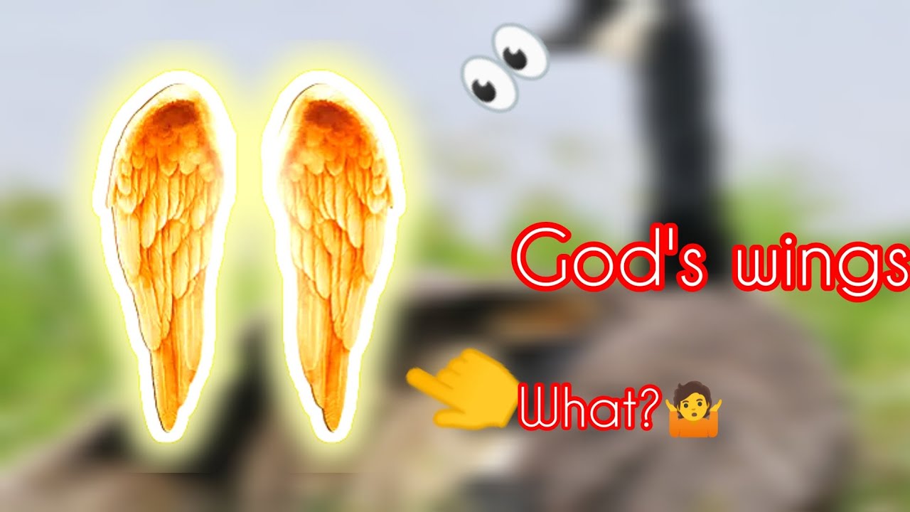 God's wings 👀 - YouTube