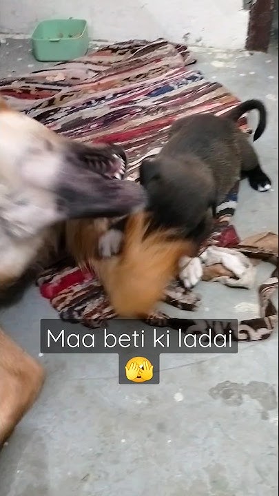 Maa beti ki ladai🫣 - YouTube
