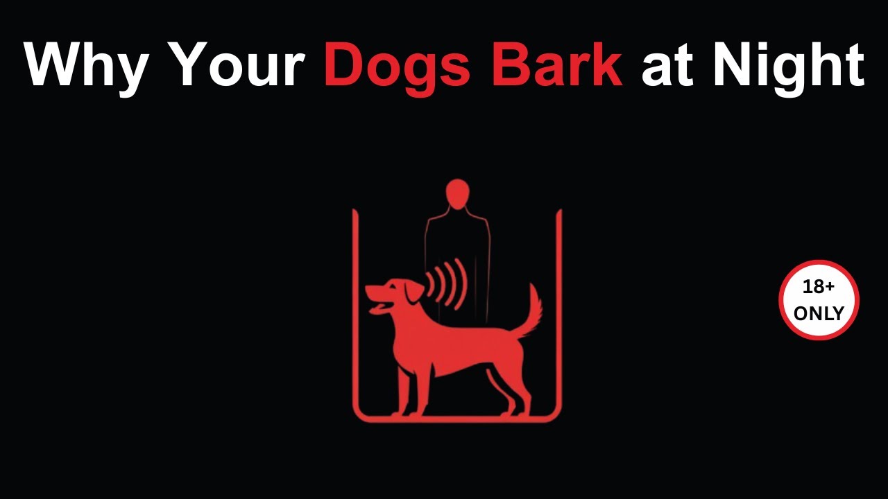 Dog Barking at Night? Lock the Door – Analog Horror Alert - YouTube