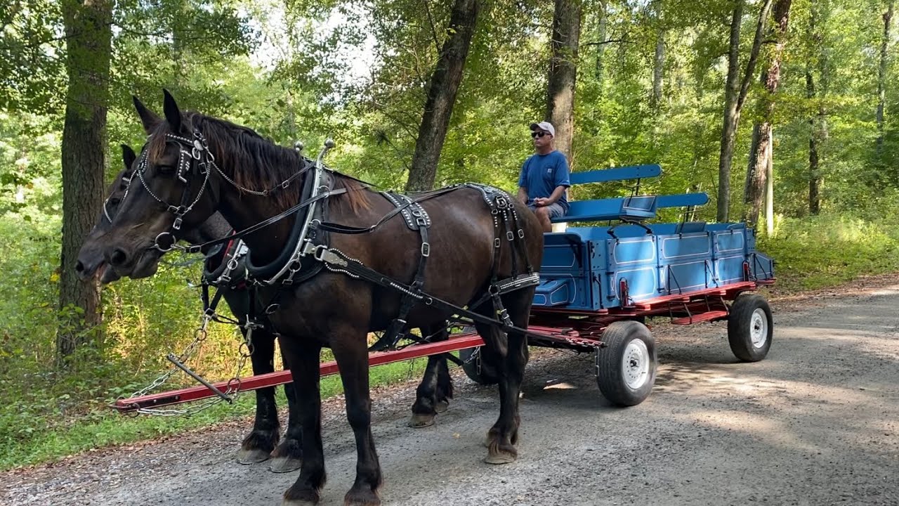 DRAFT HORSES // Driving the Percheron Draft Horses with the parade ...
