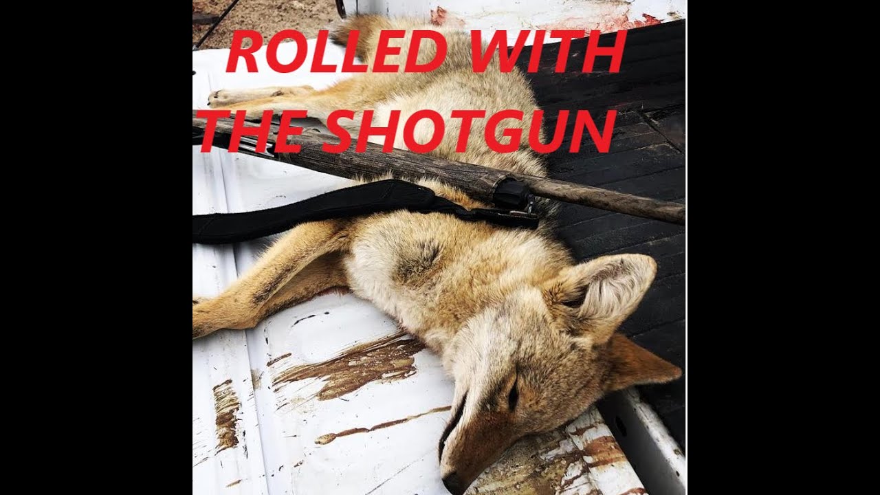 COYOTE HUNTING-ROLLED WITH THE SHOTGUN - YouTube