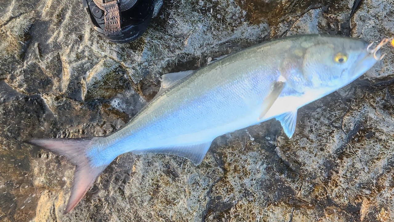 Pesca de Blue fish en NJ muy buena accion. - YouTube