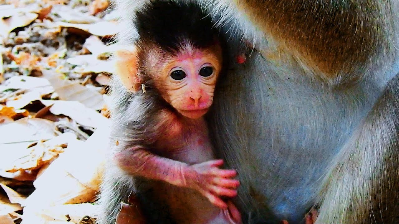 Very cute tiny baby monkey Aphaneath very friendly&Good Health...||wild ...