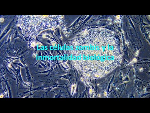 Las células senescentes y la inmortalidad biológica - YouTube