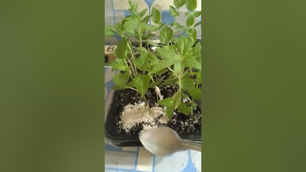 Эффективная Подкормка для Перца и Комнатных растений содержит Азот ...