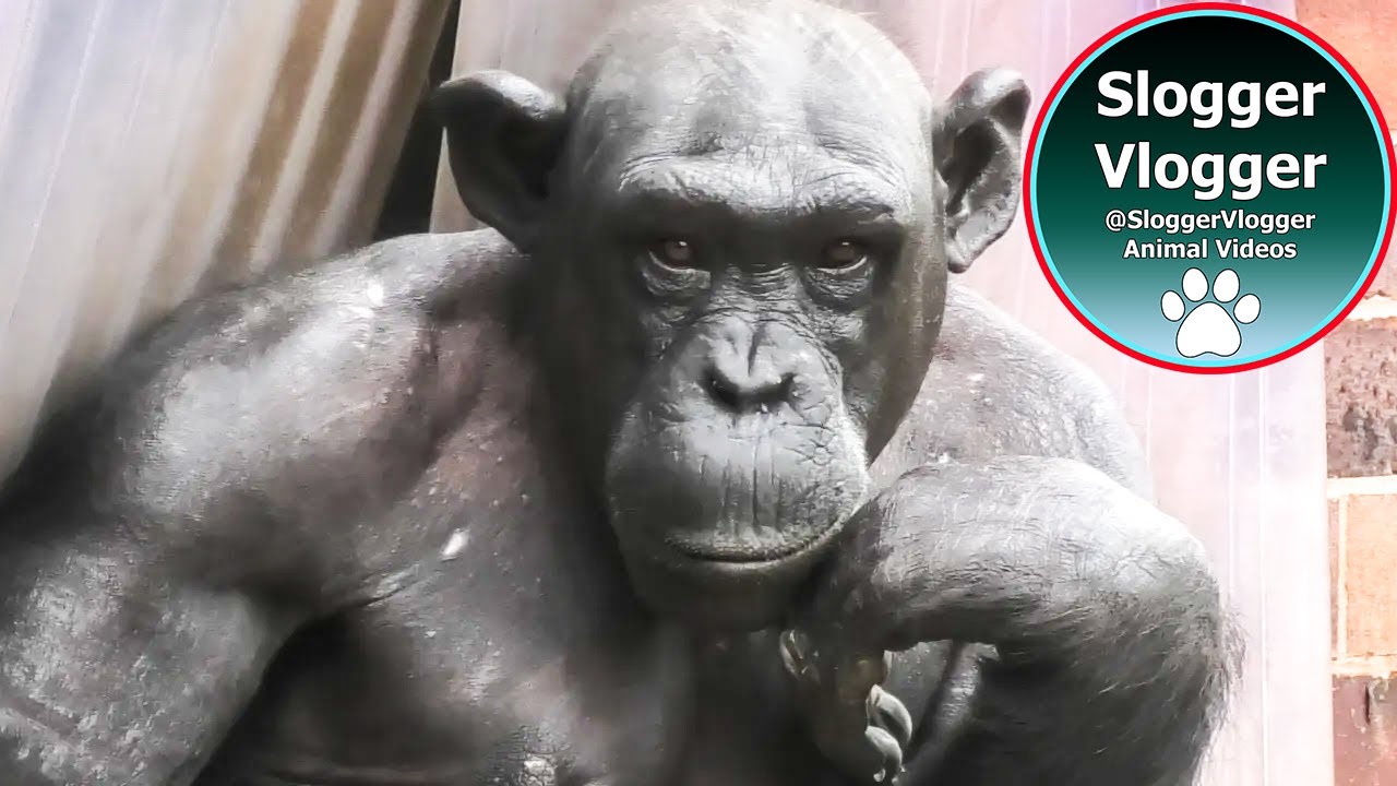 Hairless Baby Chimpanzee