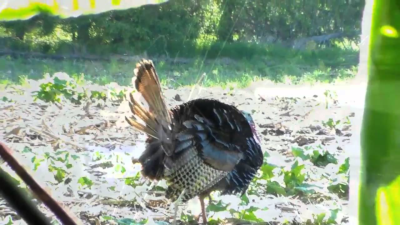 Buck Rub Turkey Season 2016 - YouTube