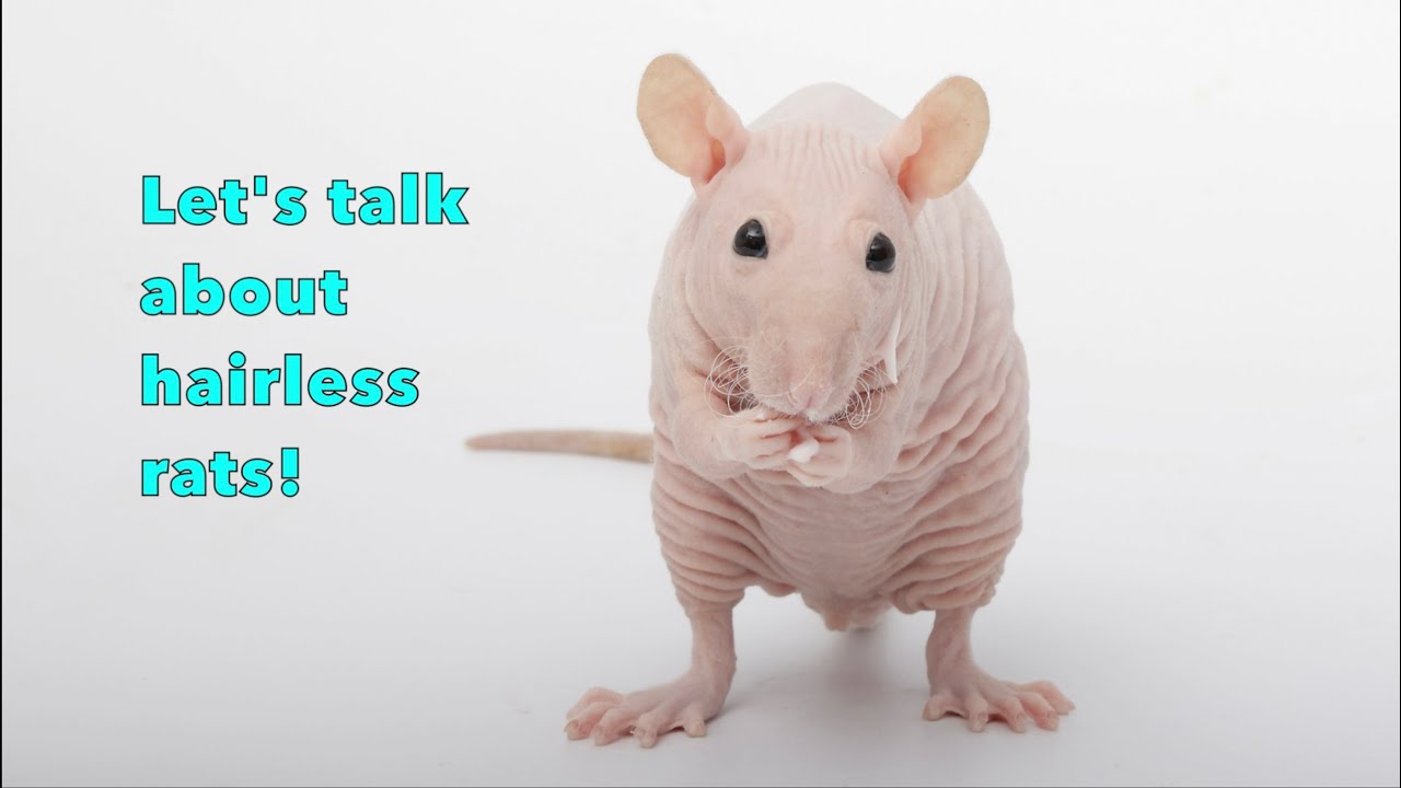 Myths about Hairless Rats + My First Experience with Hairless Rats ...