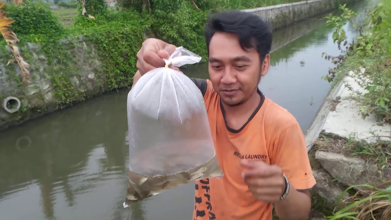 Penting bagi para pemancing - YouTube