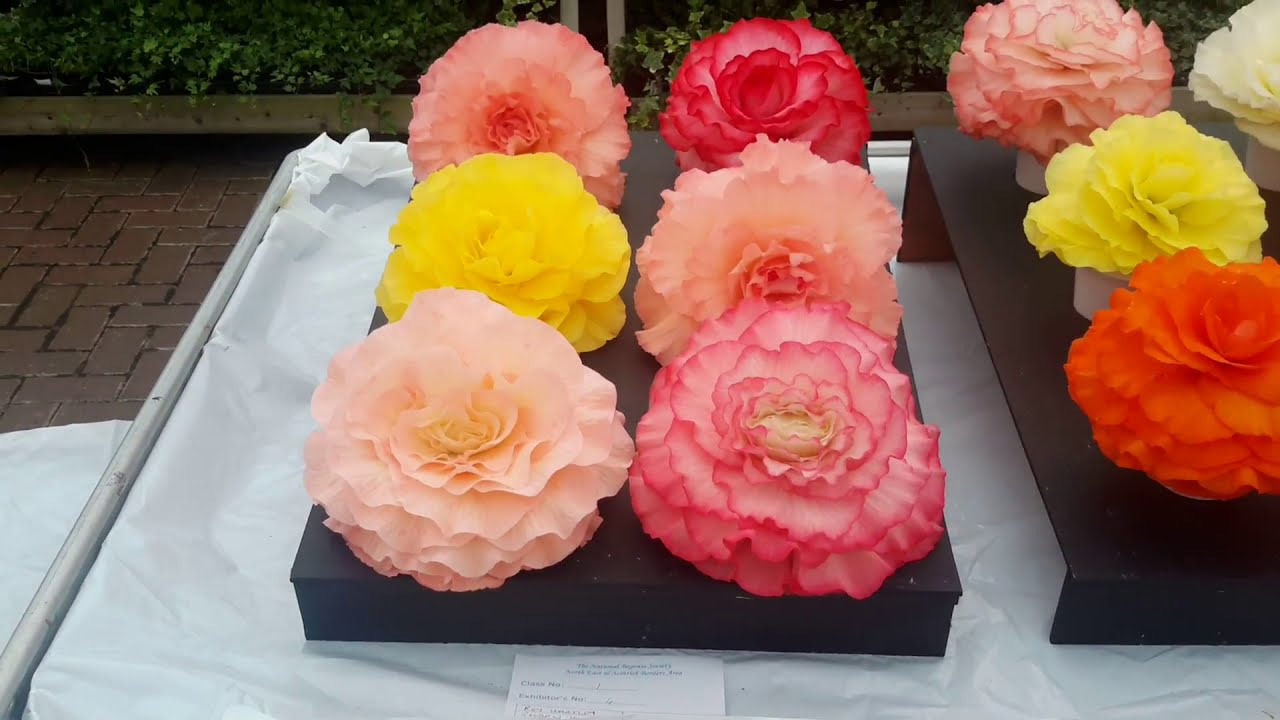 Fifth Annual Begonia Show from the North East Group - YouTube