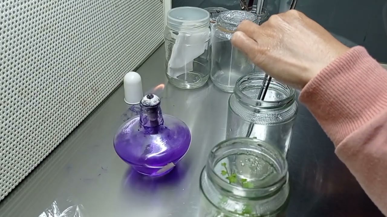 KULTUR JARINGAN TANAMAN (SUBKULTUR KRISAN) - YouTube