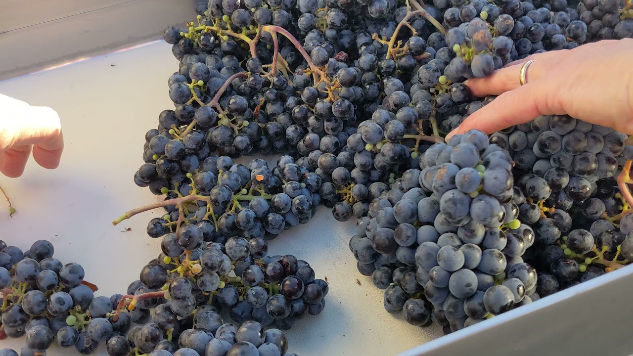 Crushing & Destemming red wine grapes at Cote Bonneville Winery ...